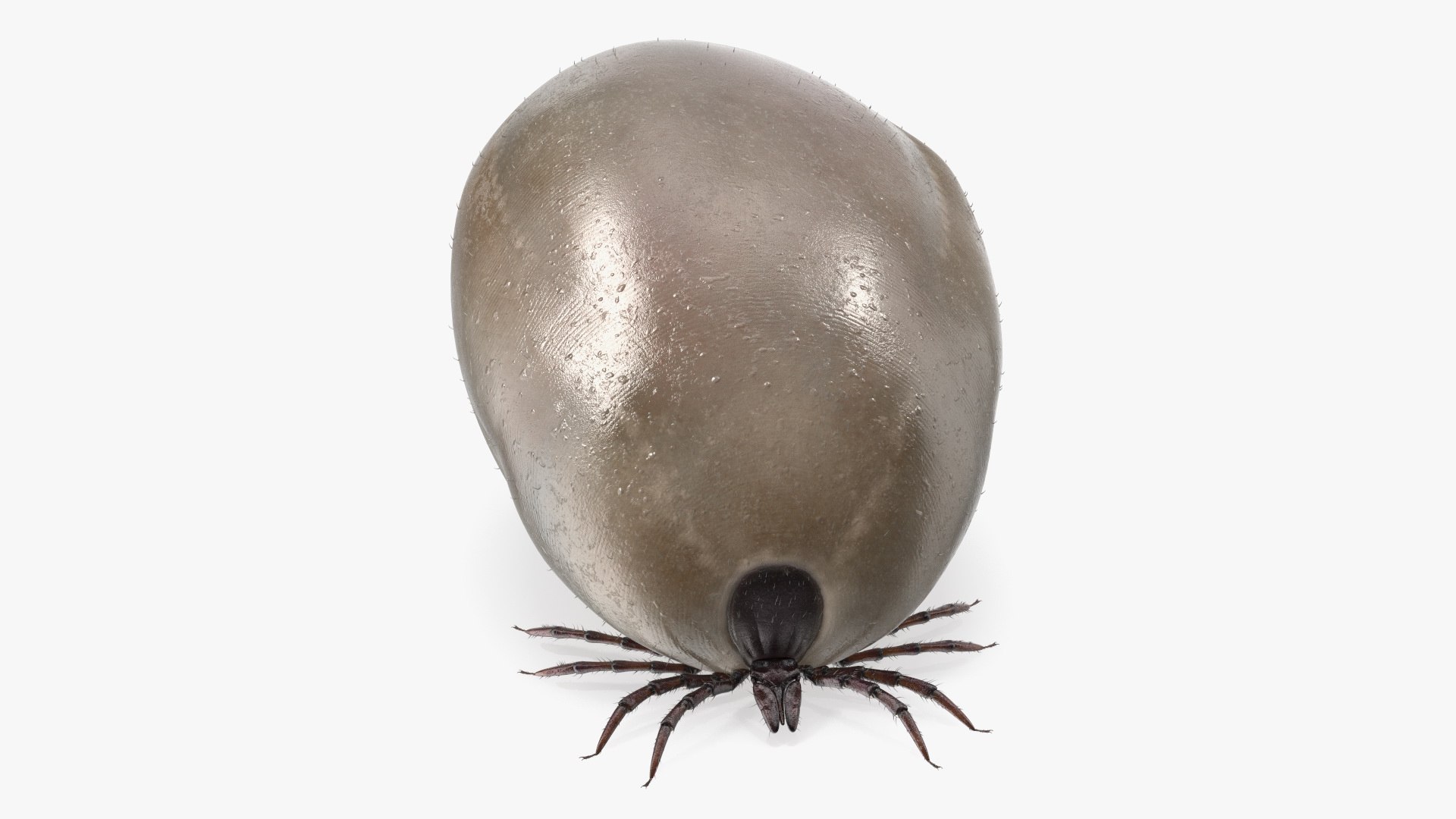 Bloated Tick Fur Rigged Model - TurboSquid 2335663