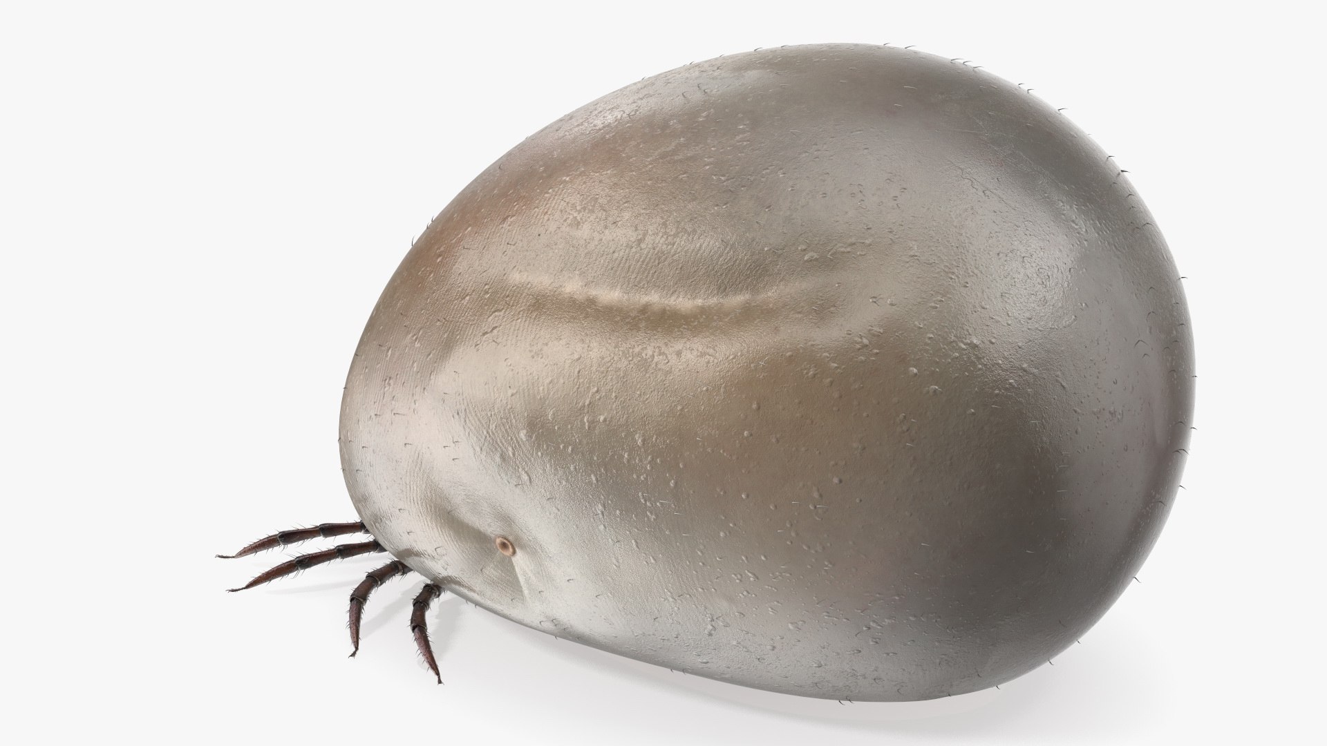 Bloated Tick Fur Rigged Model - TurboSquid 2335663