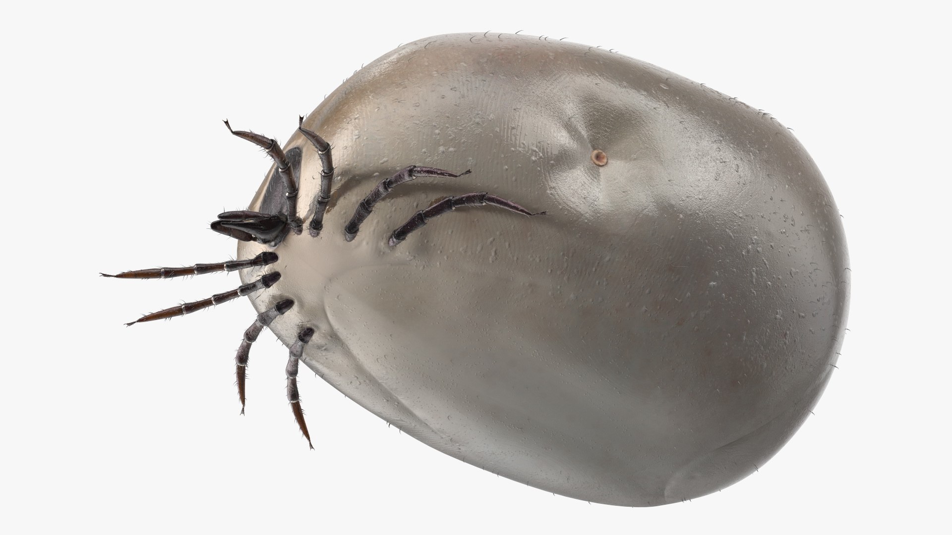 Bloated Tick Fur Rigged Model - TurboSquid 2335663