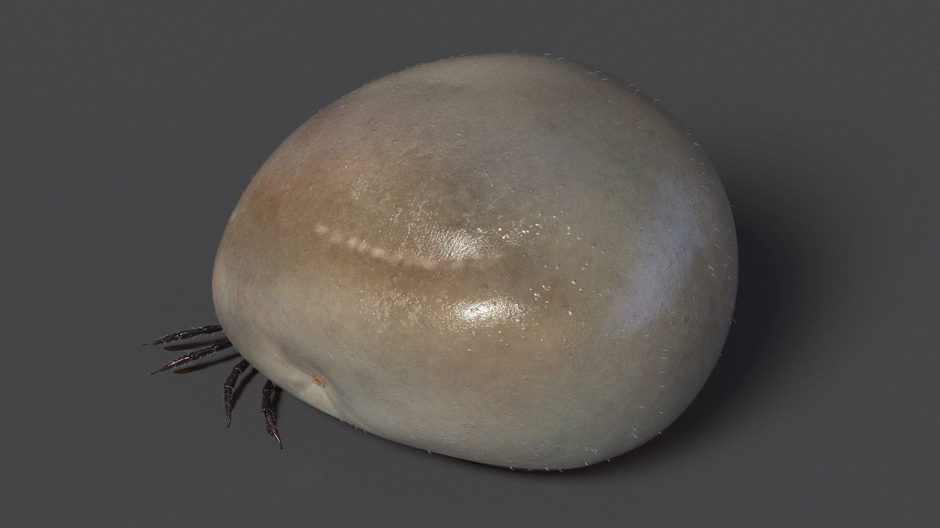 Bloated Tick Fur Rigged Model - TurboSquid 2335663