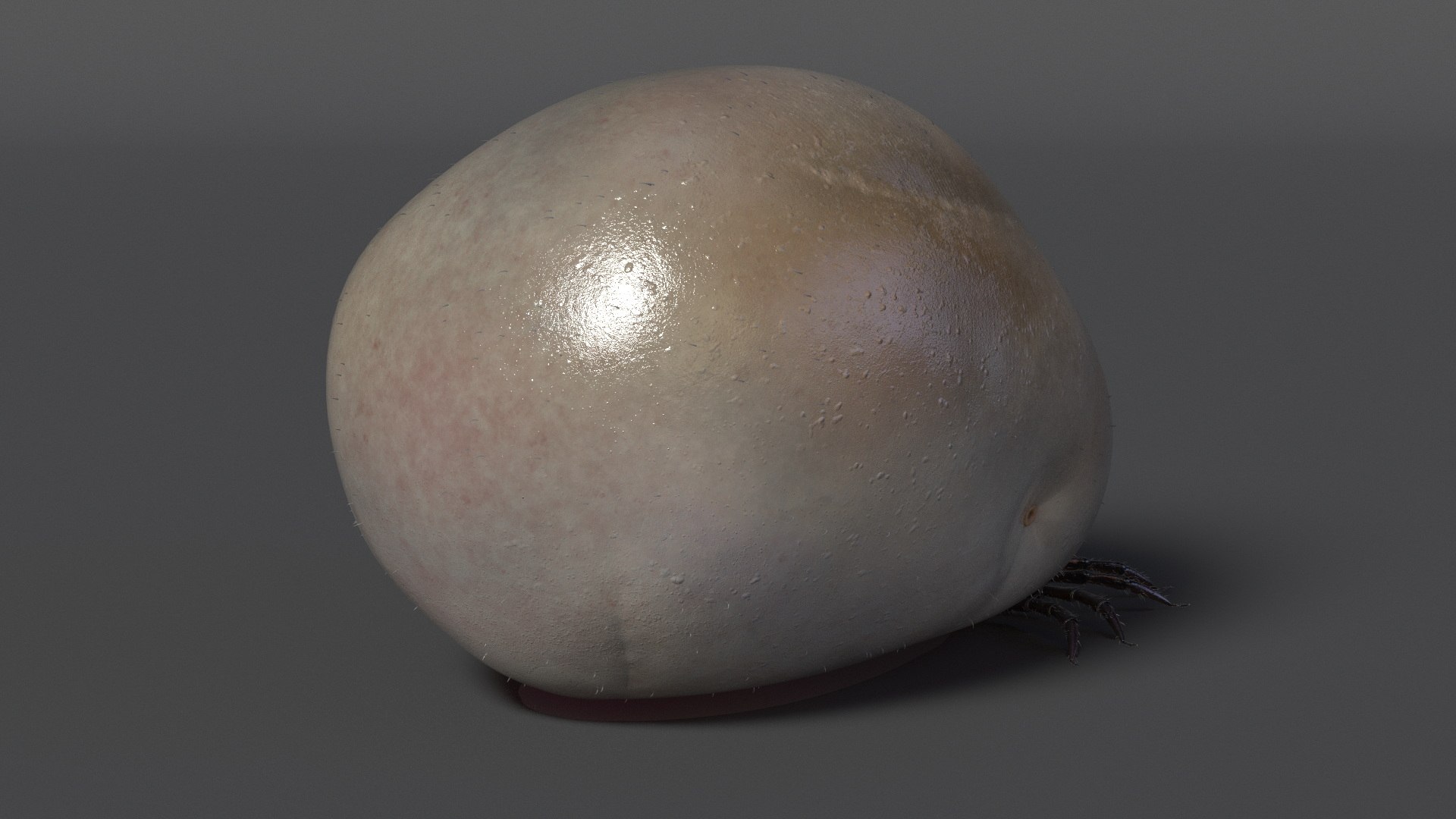 Bloated Tick Fur Rigged Model - TurboSquid 2335663