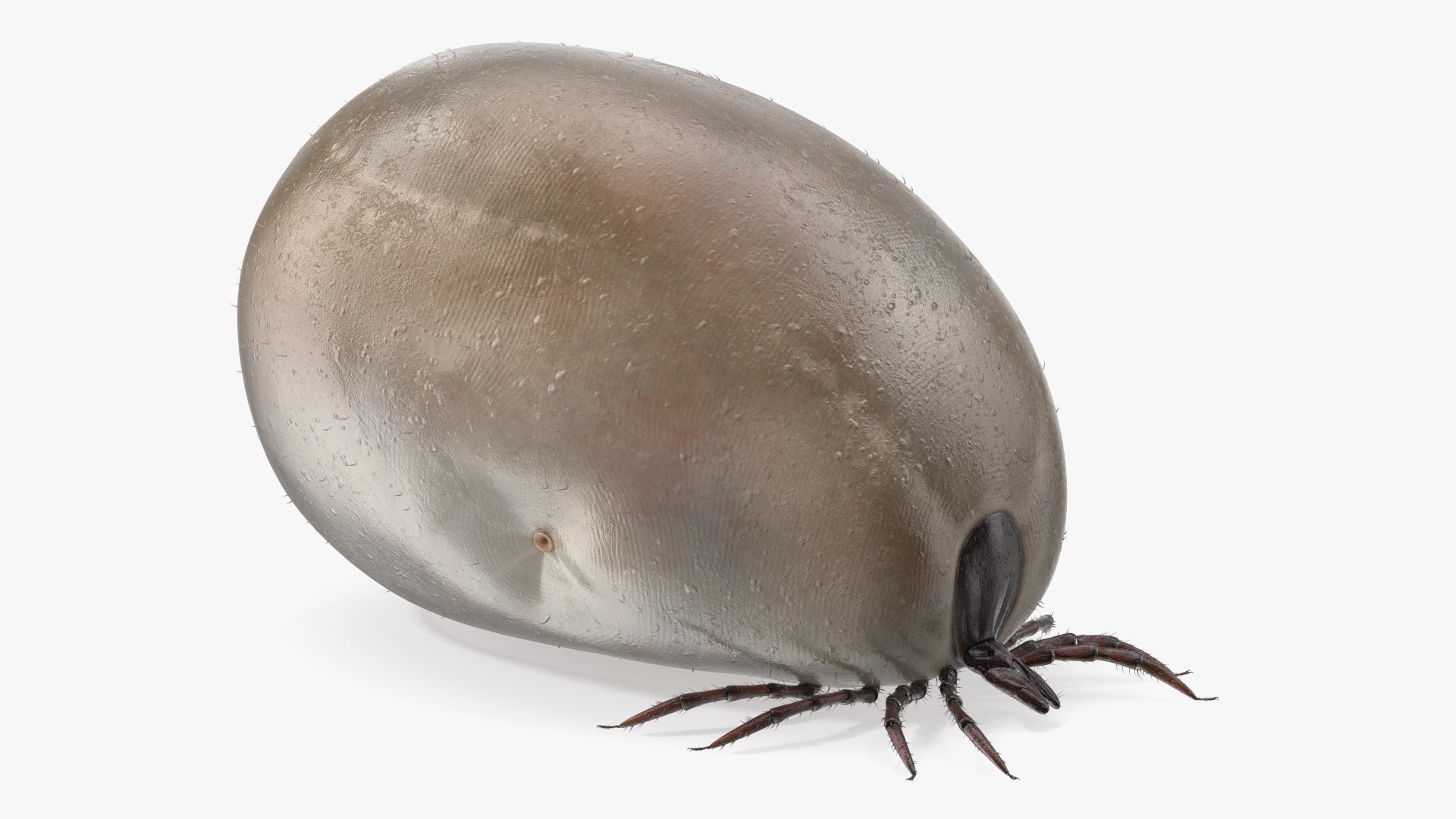 Bloated Tick Fur Rigged Model - TurboSquid 2335663