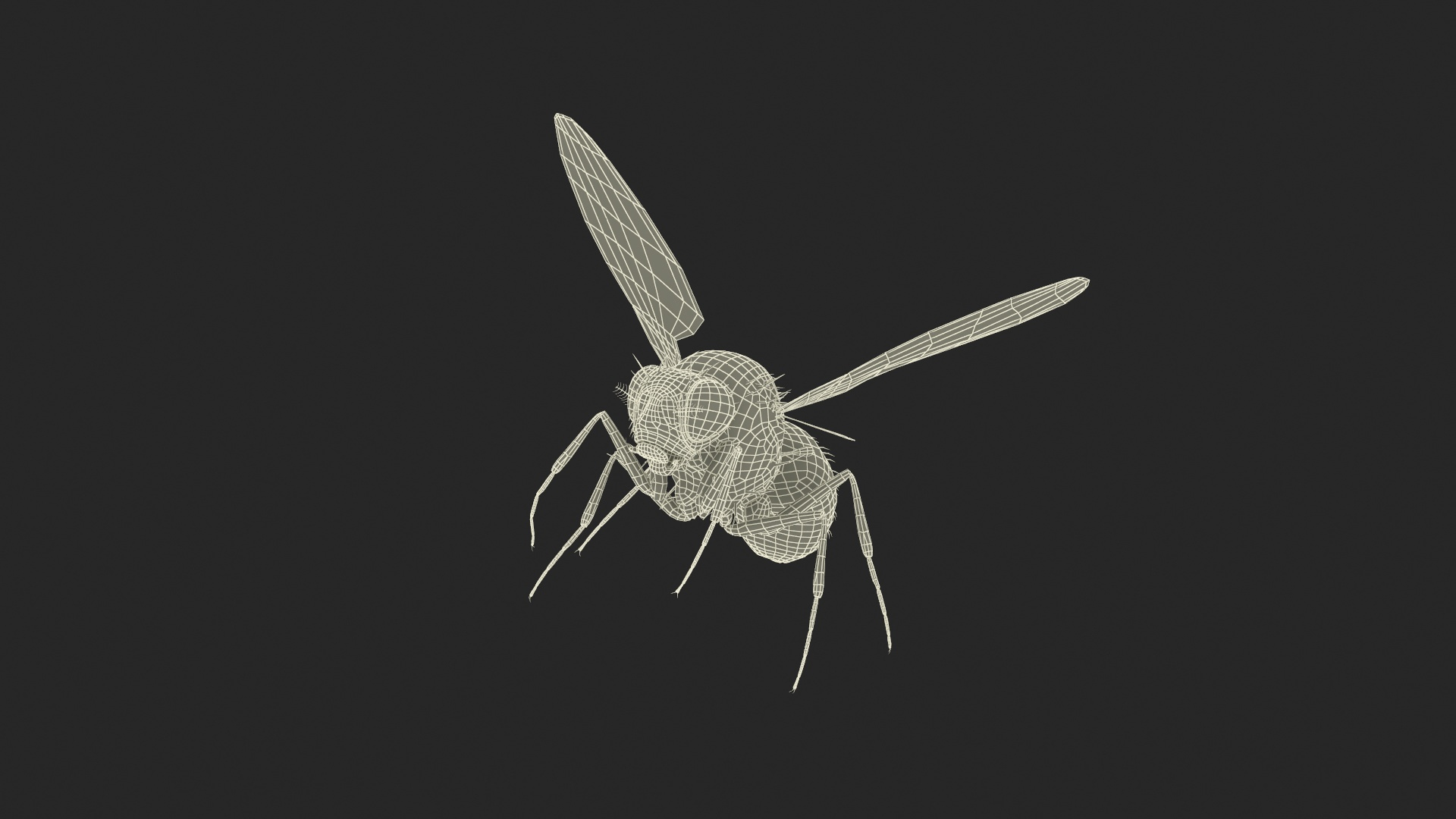 Drosophila Fly Black In Flight Fur Model - TurboSquid 2355320