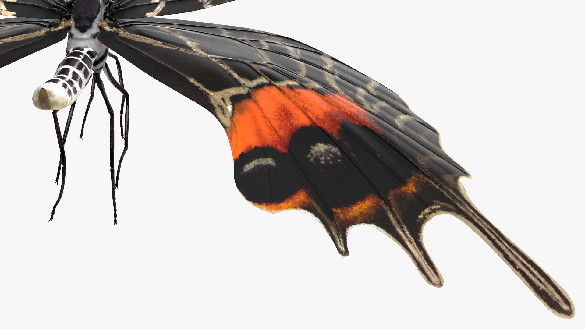 3D Model Animated Flight Bhutan Glory Butterfly Rigged For Maya ...