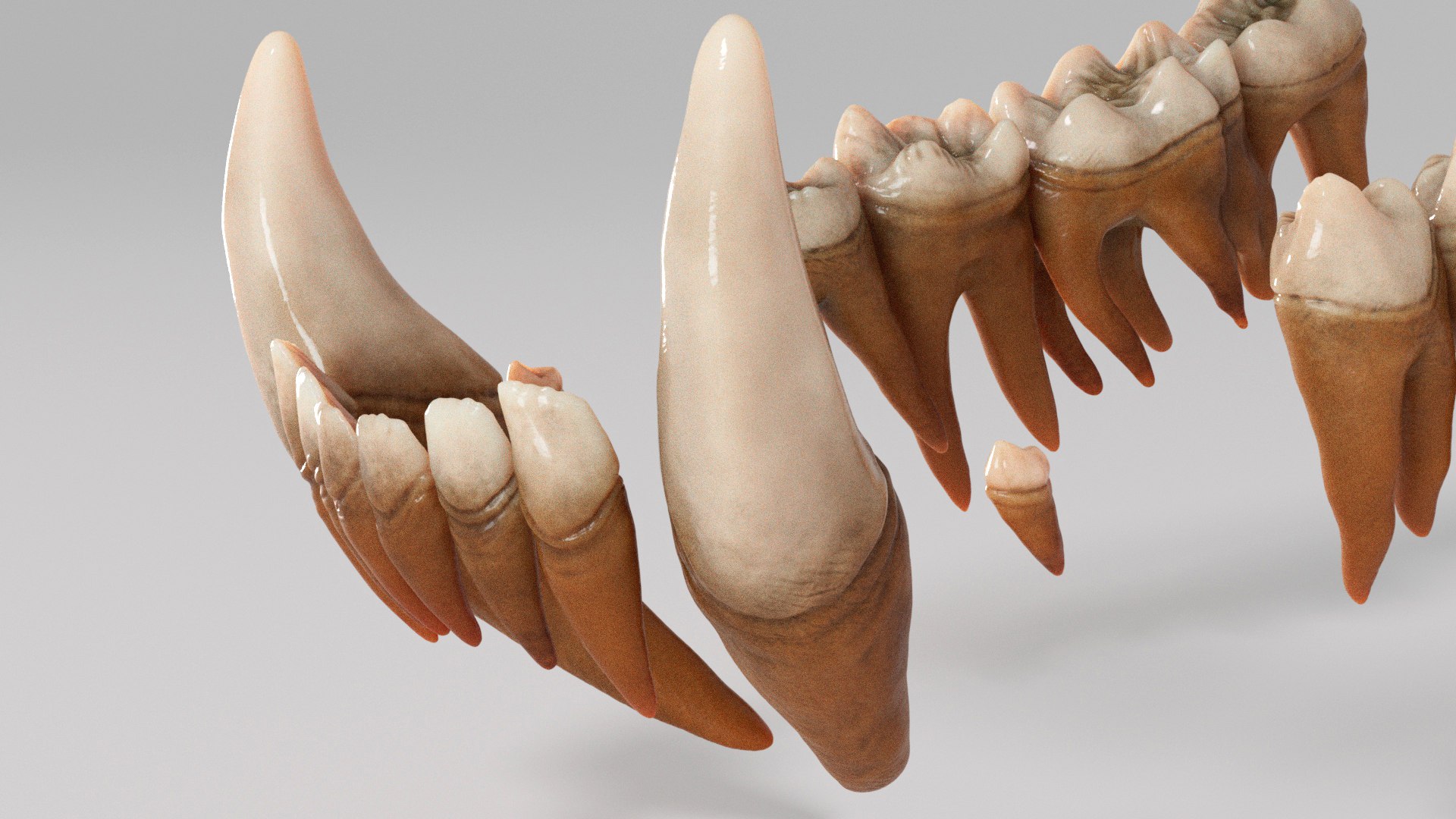 Polar Bear Mouth Anatomy 3d Model Turbosquid 2417608
