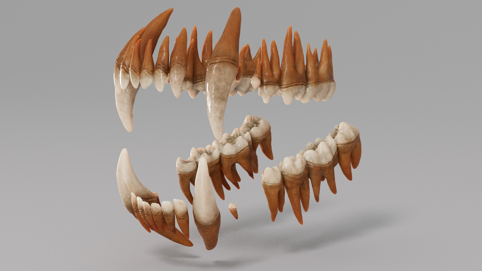 Polar Bear Mouth Anatomy 3D Model - TurboSquid 2417608