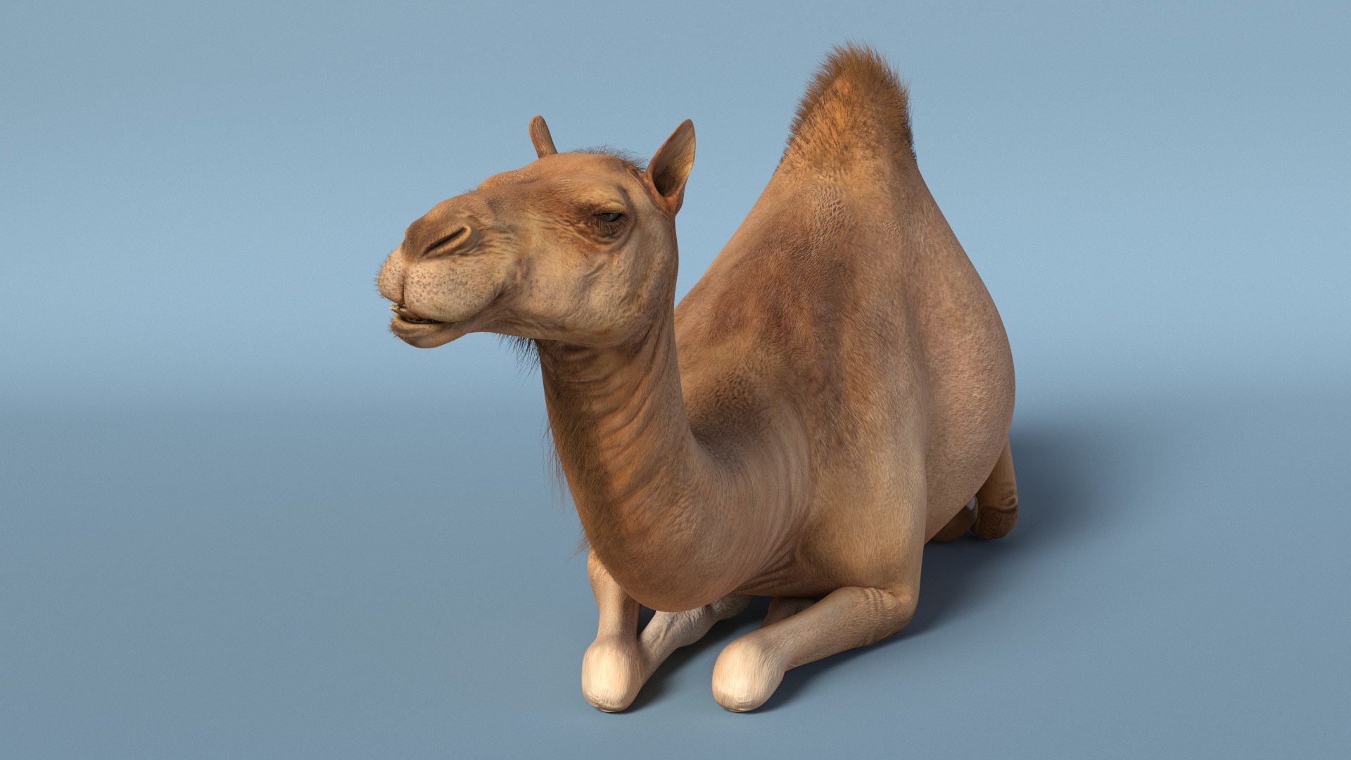 Resting Camel Fur 3D Model - TurboSquid 2388853