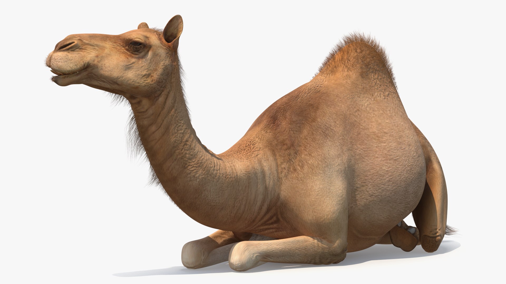 Resting Camel Fur 3D Model - TurboSquid 2388853