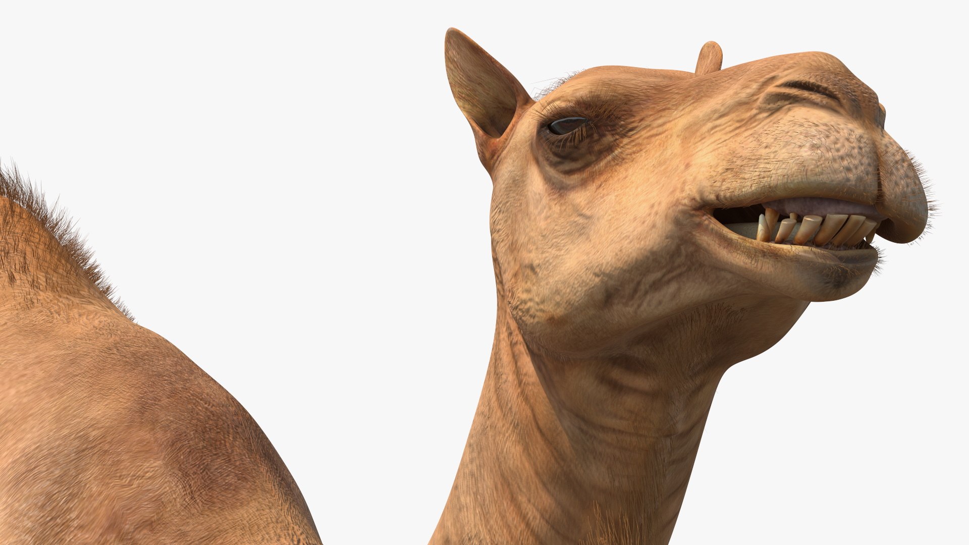 Resting Camel Fur 3D Model - TurboSquid 2388853