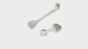 Bone 3D Models for Download | TurboSquid