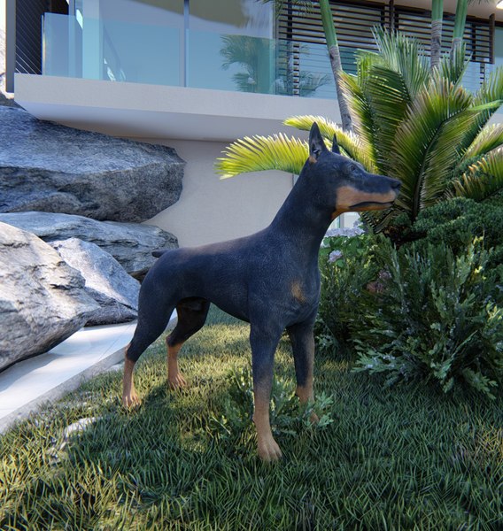 Doberman 3D Models for Download | TurboSquid