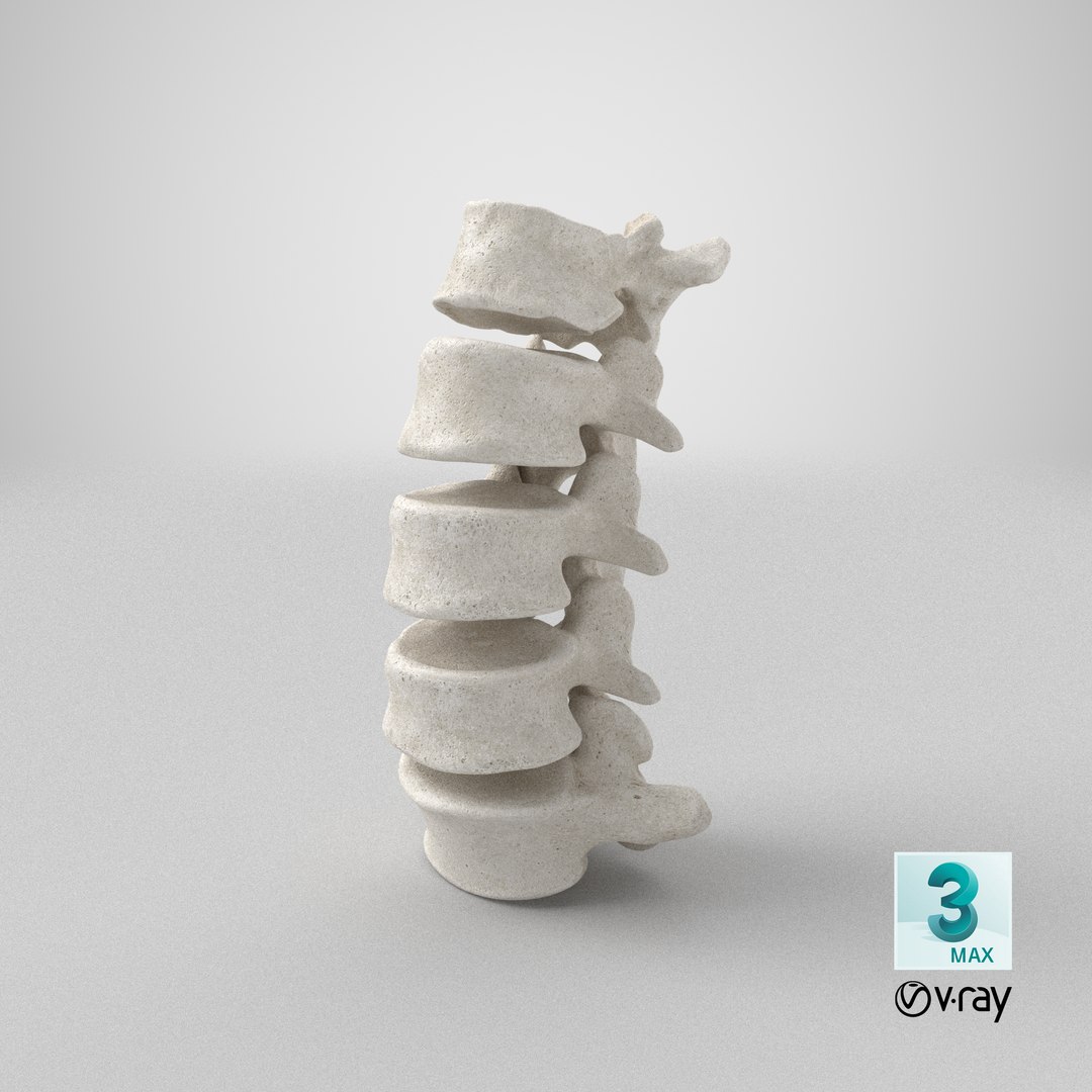 3D Model Real Human Lumbar Vertebrae - TurboSquid 1639927