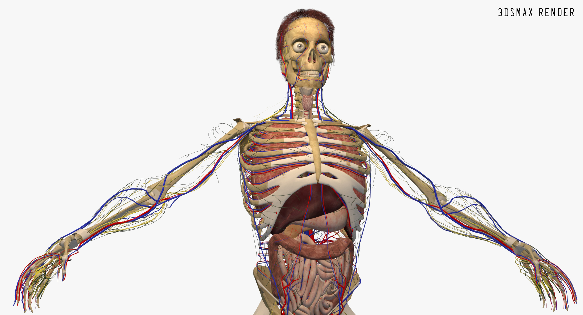 3D ultimate rigged anatomy combo - TurboSquid 1346703