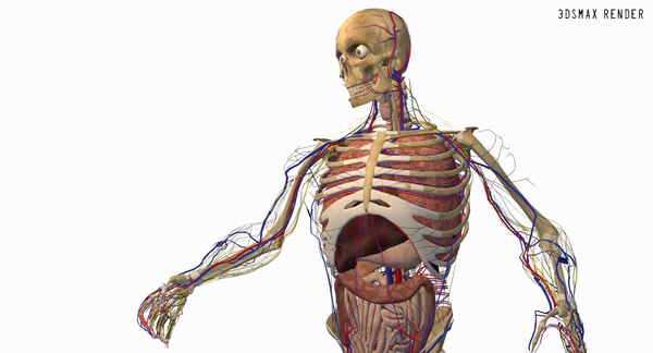 3D ultimate rigged anatomy combo - TurboSquid 1346703