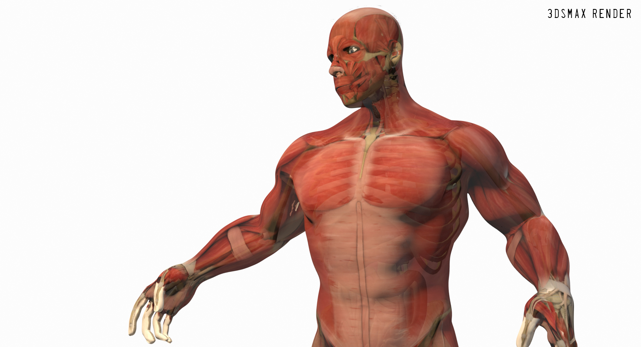 3D ultimate rigged anatomy combo - TurboSquid 1346703