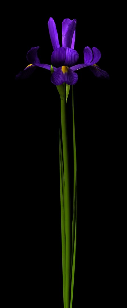 plant flower 3d cob