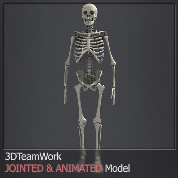 3d human skeleton jointed model