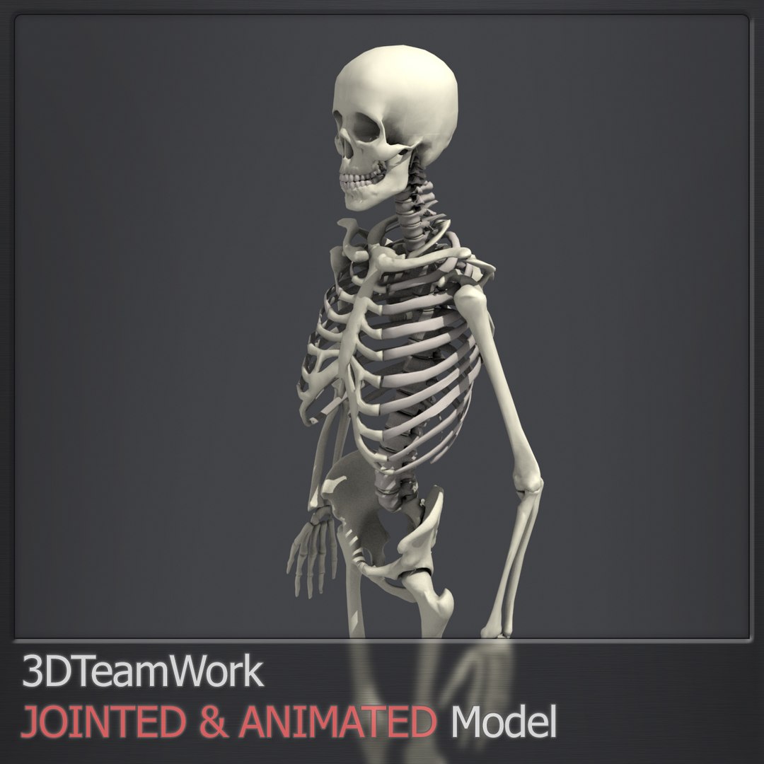 3d human skeleton jointed model