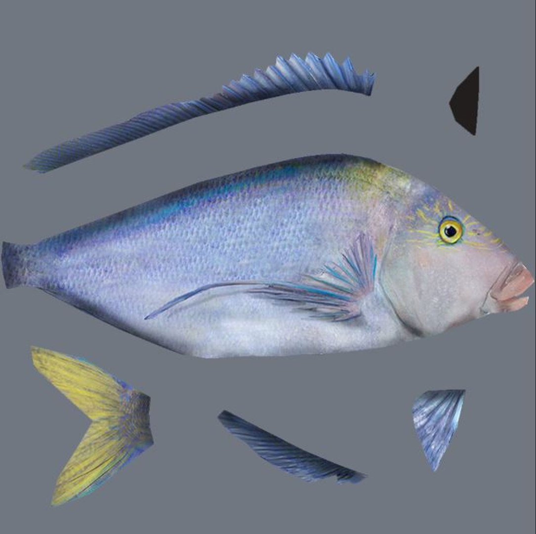 Queen Snapper 3D Model - TurboSquid 1419569