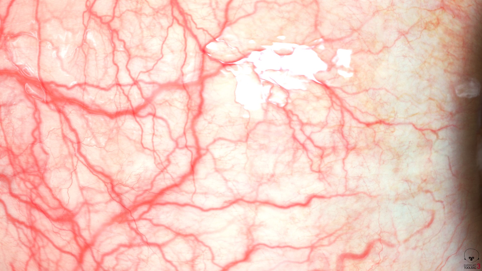 3D Model Eye Green 1 Real-time 4k Texture Marmoset Toolbag3 Maya FBX ...