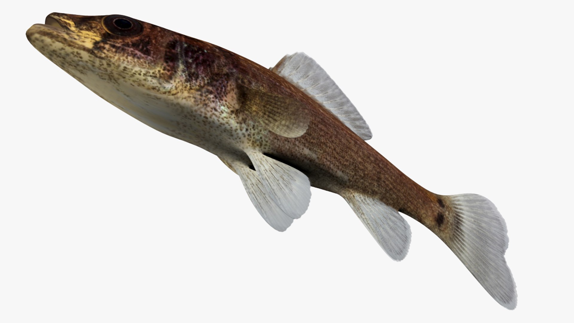 3D Perch Collection - TurboSquid 1811076