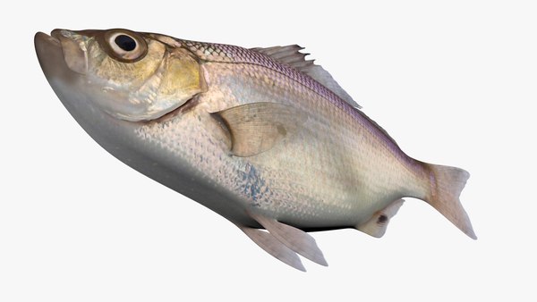 3D Perch Collection - TurboSquid 1811076