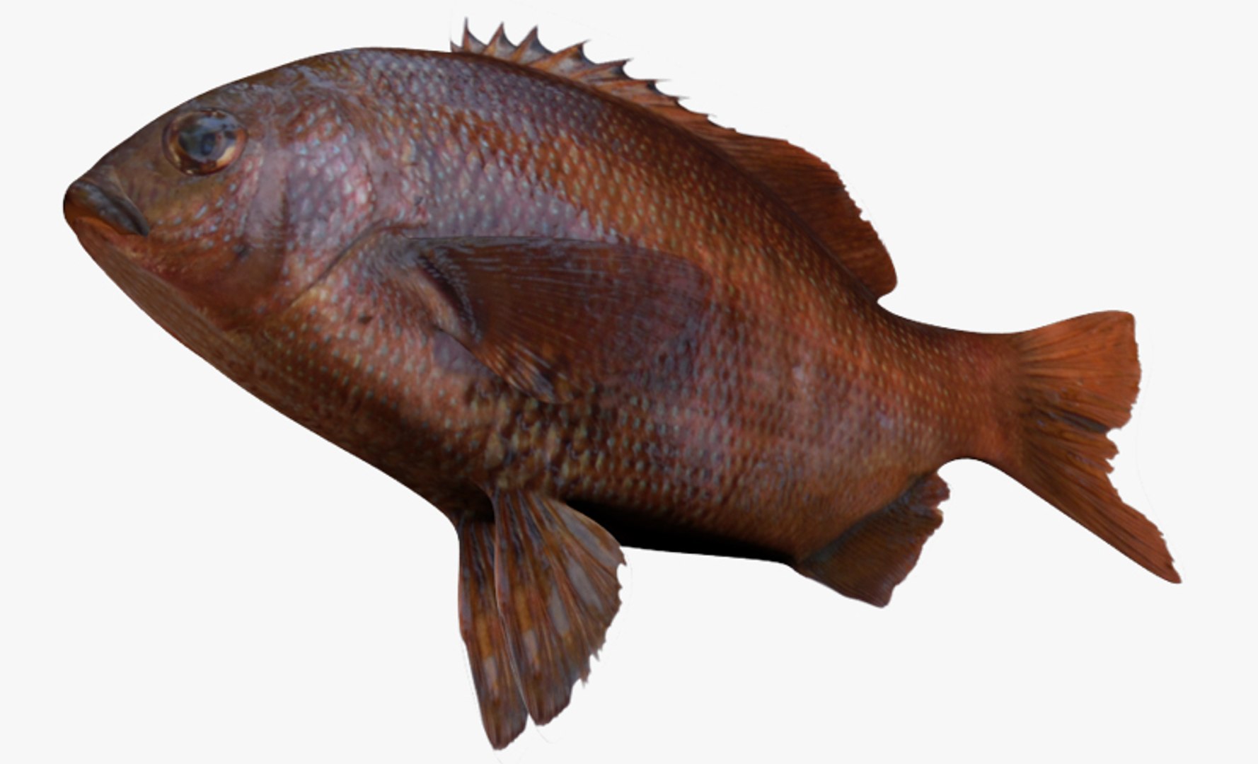 3D Perch Collection - TurboSquid 1811076