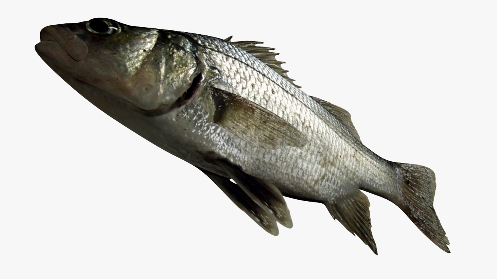 3D Perch Collection - TurboSquid 1811076