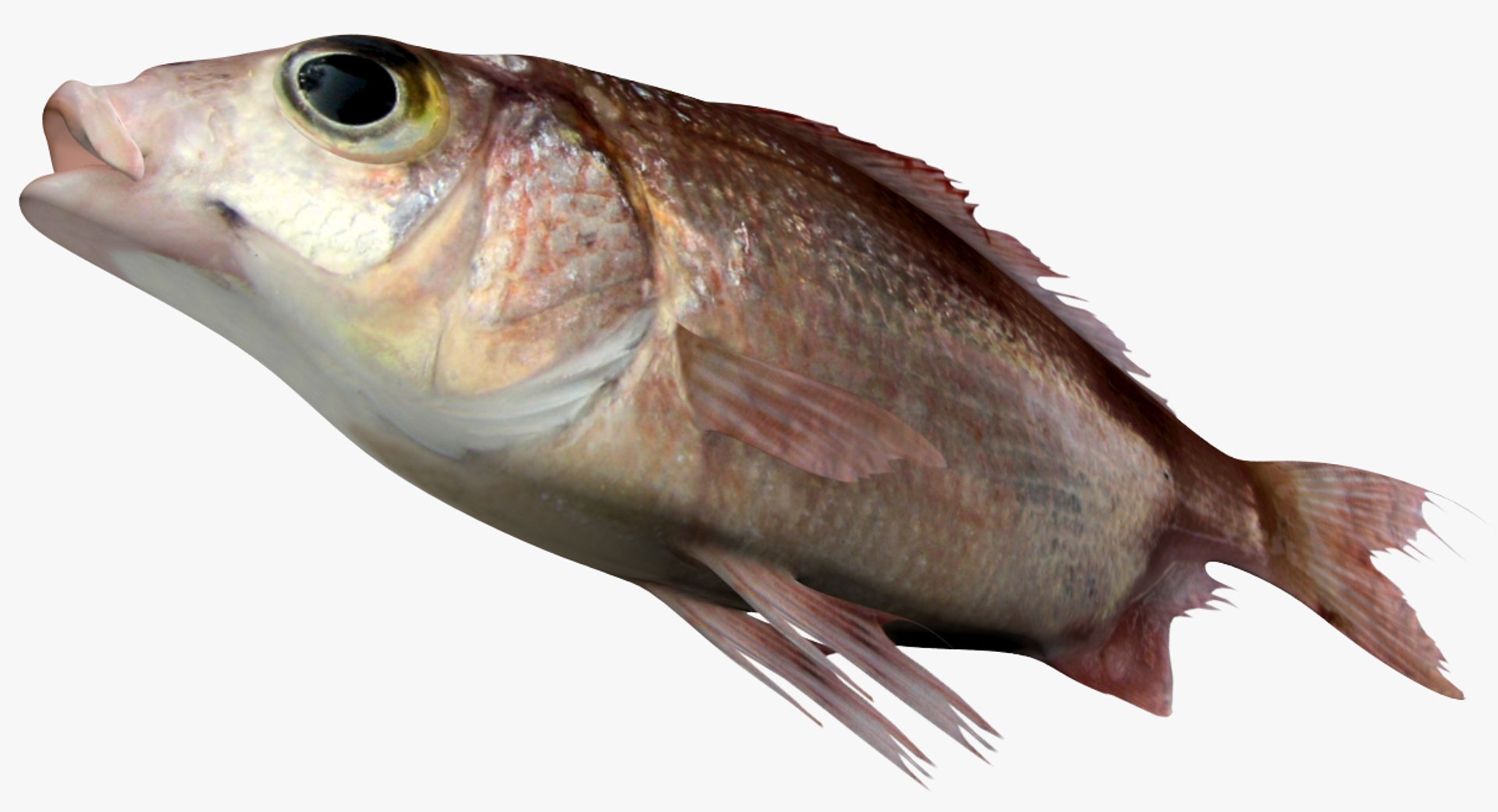 3D Perch Collection - TurboSquid 1811076