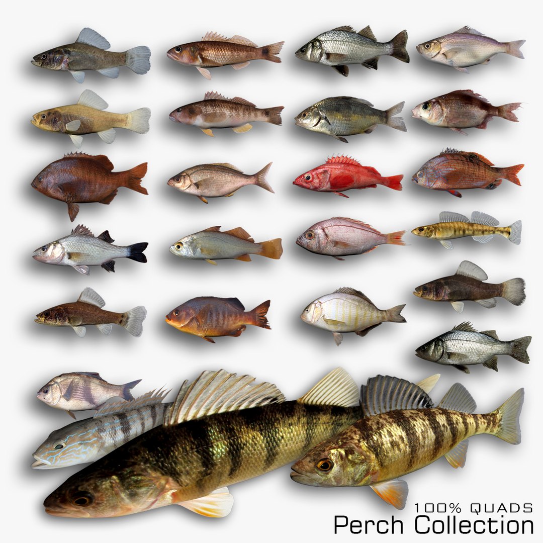 3D Perch Collection - TurboSquid 1811076