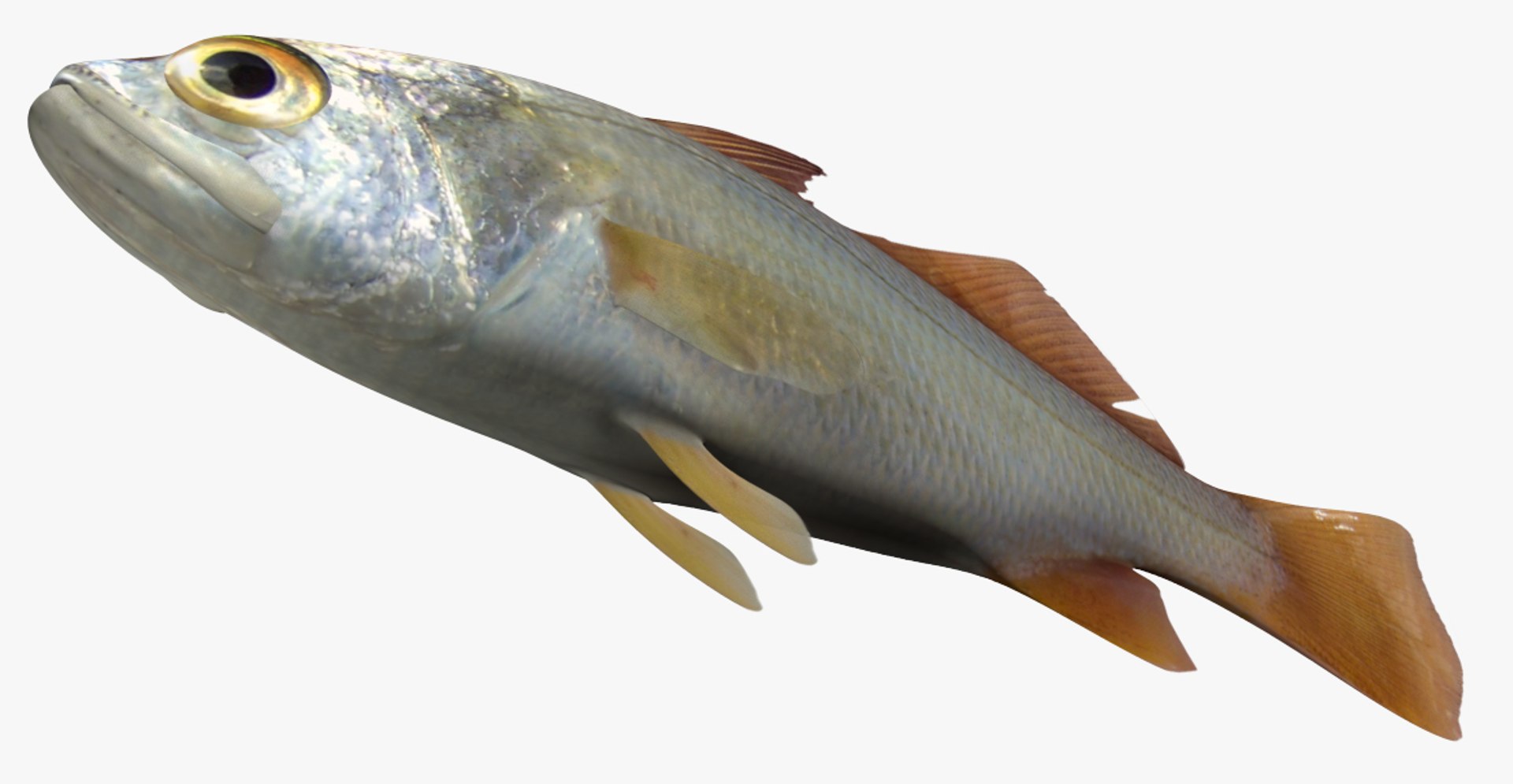 3D Perch Collection - TurboSquid 1811076