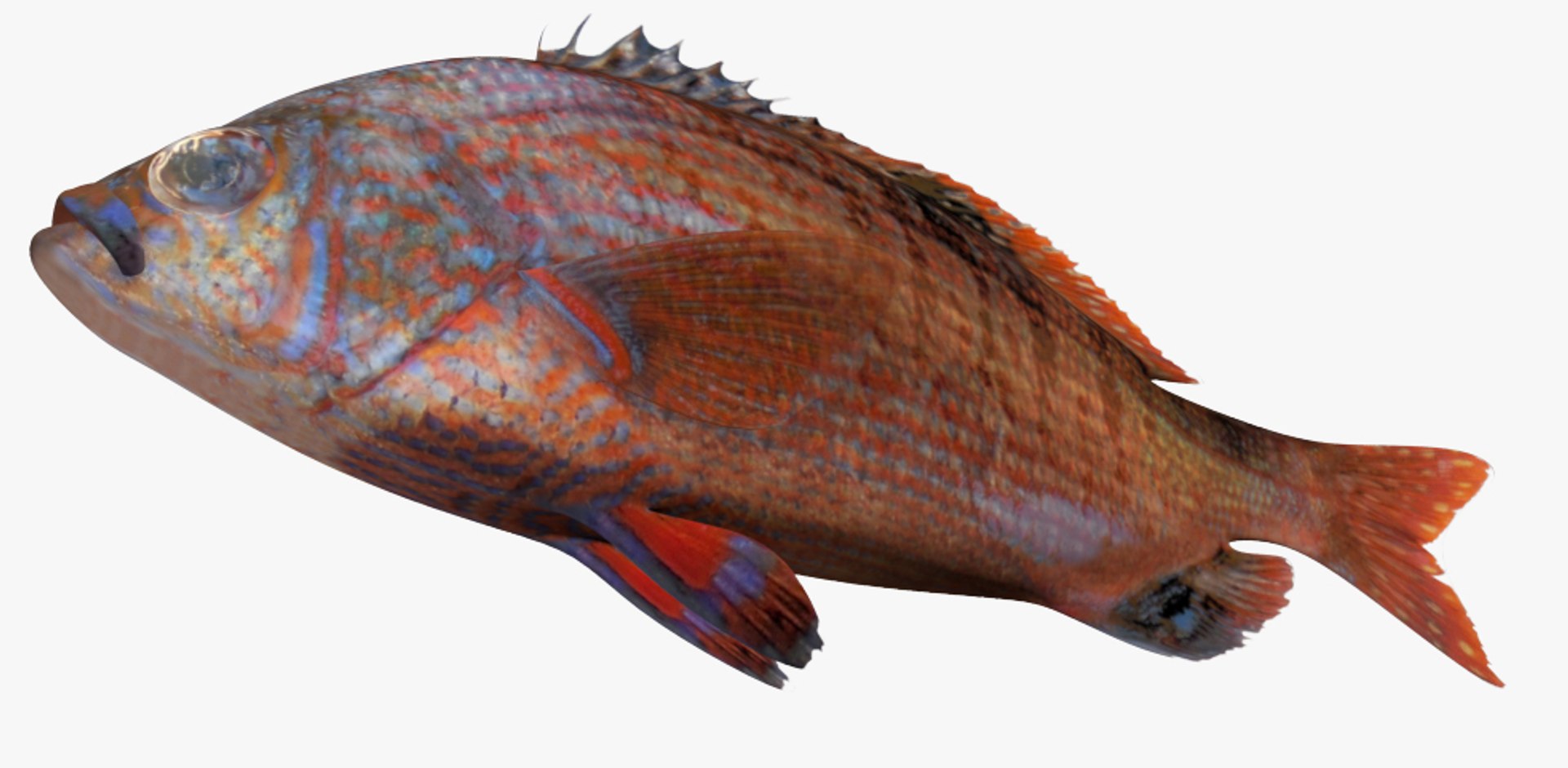 3D Perch Collection - TurboSquid 1811076