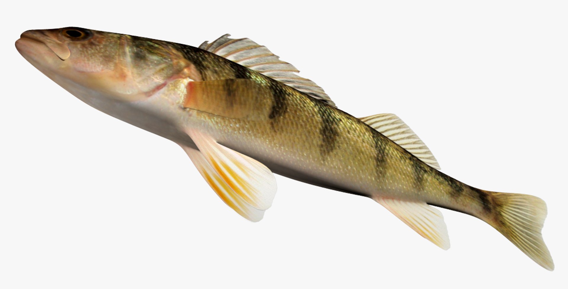3D Perch Collection - TurboSquid 1811076