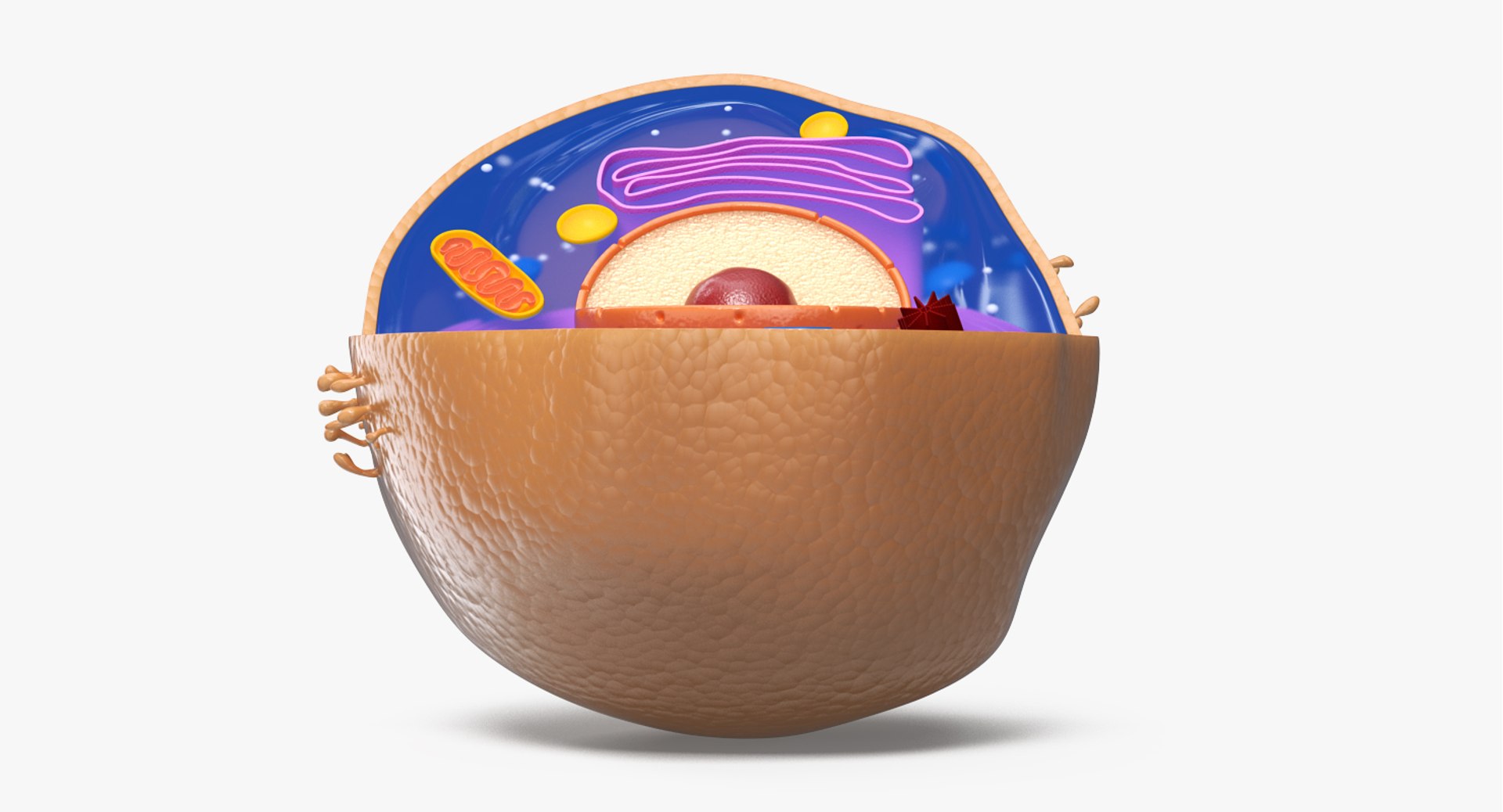 Typical Animal Cell 3D Model - TurboSquid 1244825