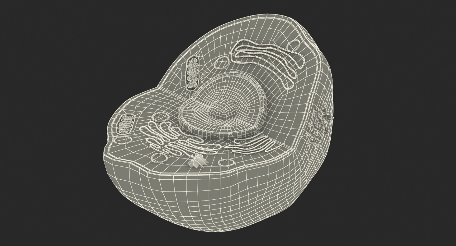 Typical Animal Cell 3D Model - TurboSquid 1244825