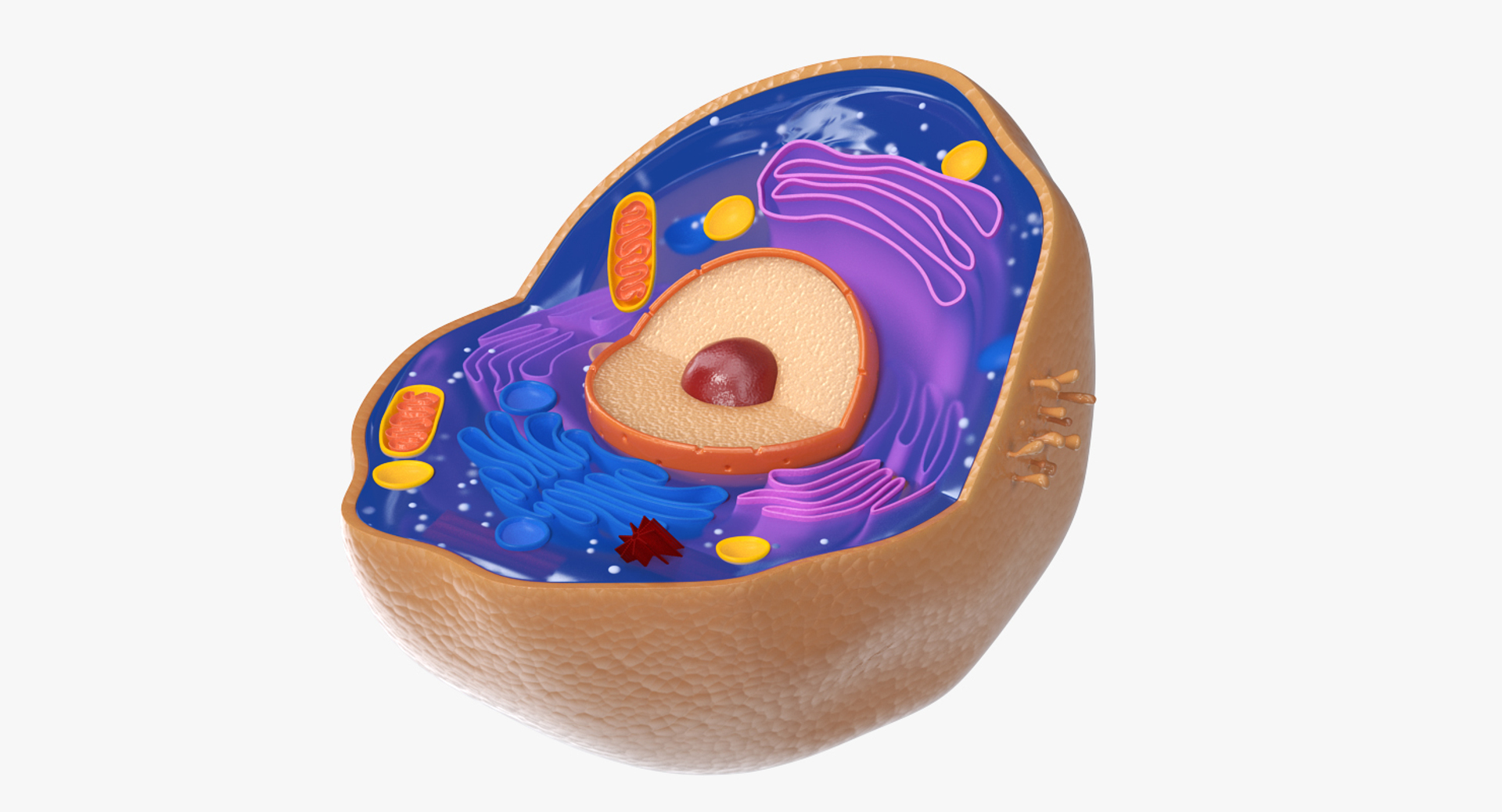 Typical Animal Cell 3D Model - TurboSquid 1244825