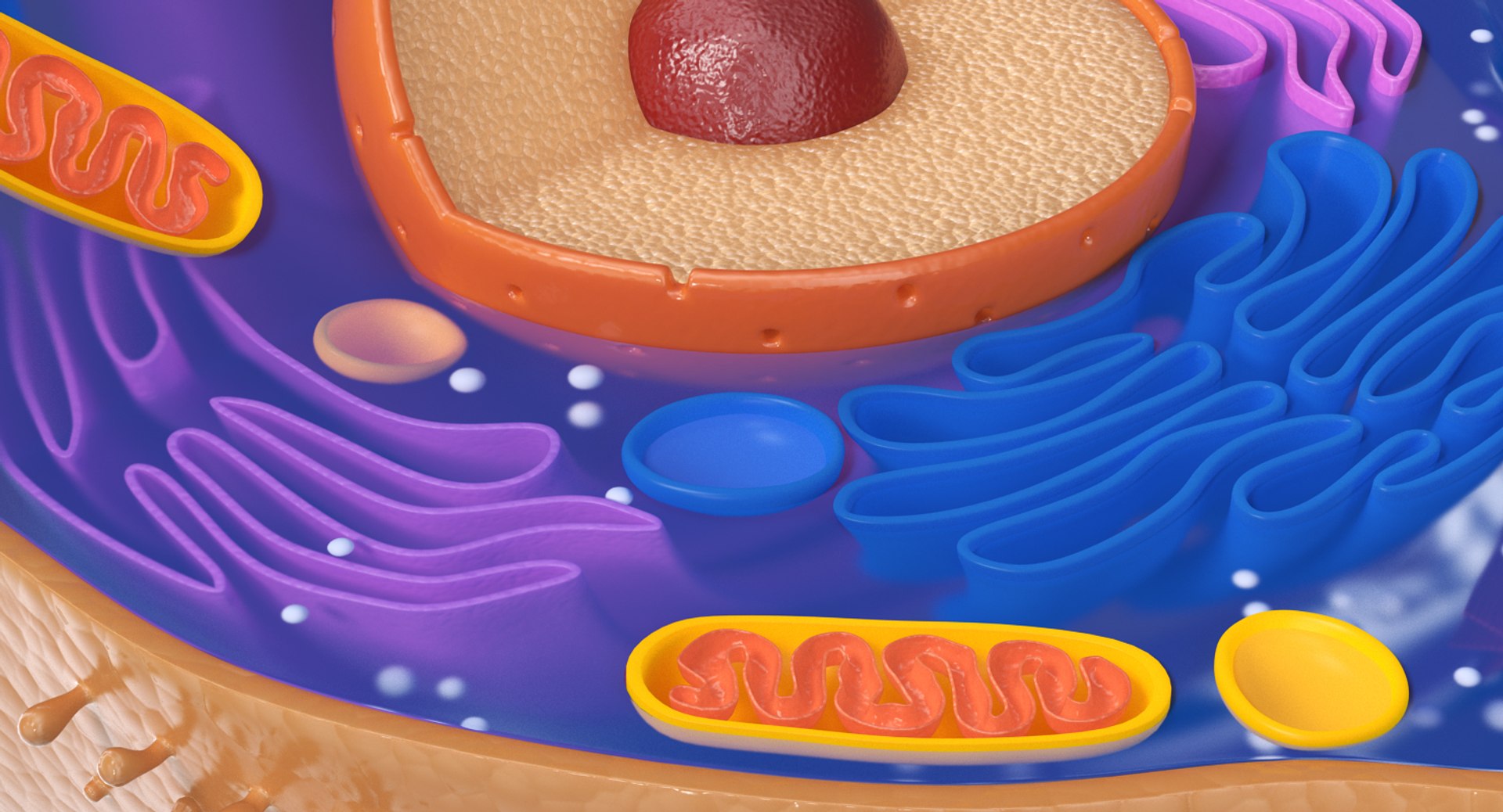 Typical Animal Cell 3D Model - TurboSquid 1244825