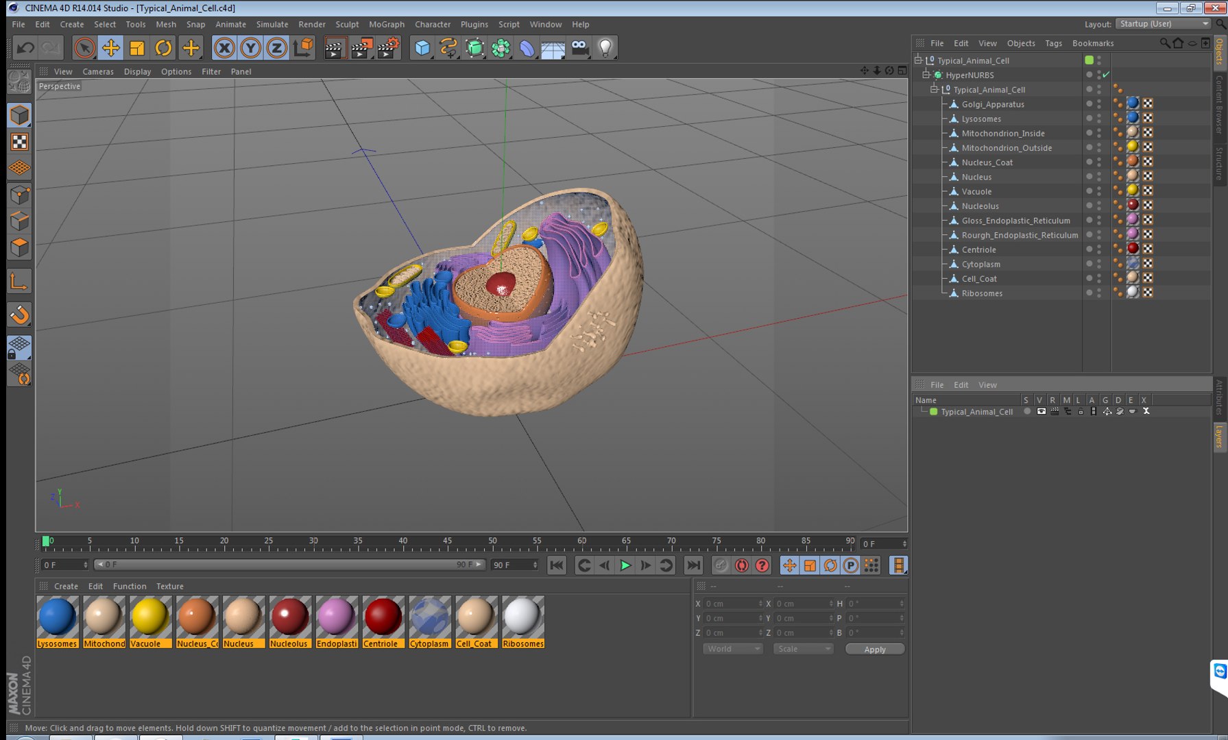 Typical Animal Cell 3D Model - TurboSquid 1244825