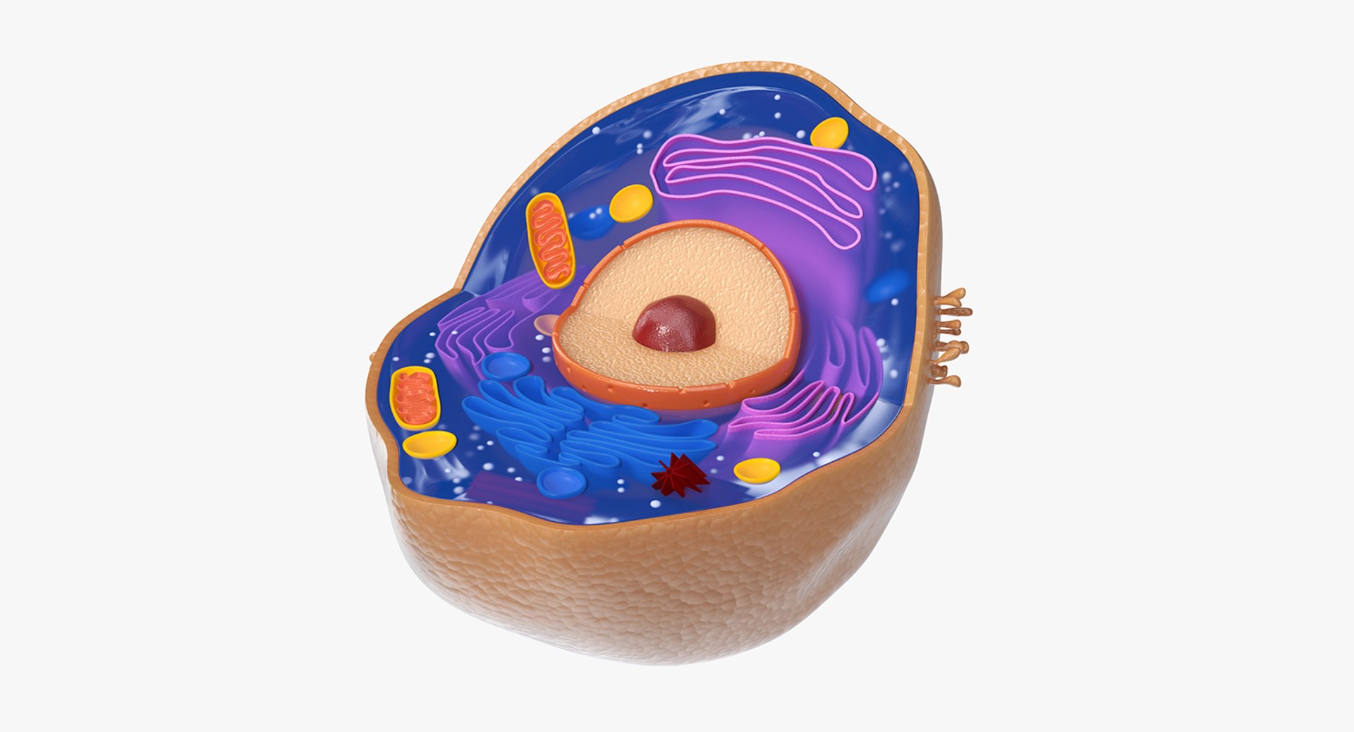 Typical Animal Cell 3D Model - TurboSquid 1244825