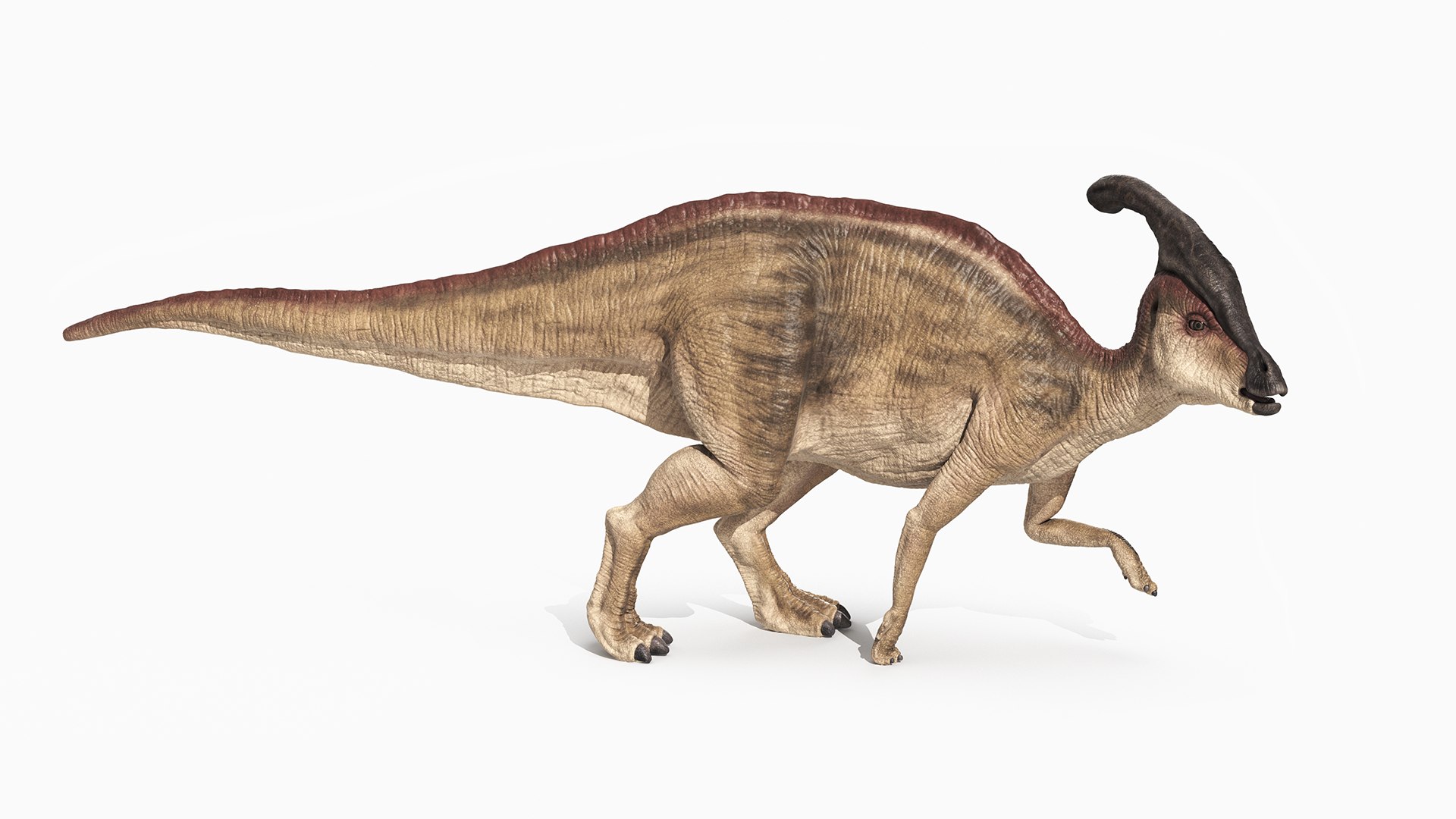 Parasaurolophus 3D Model - TurboSquid 1678988