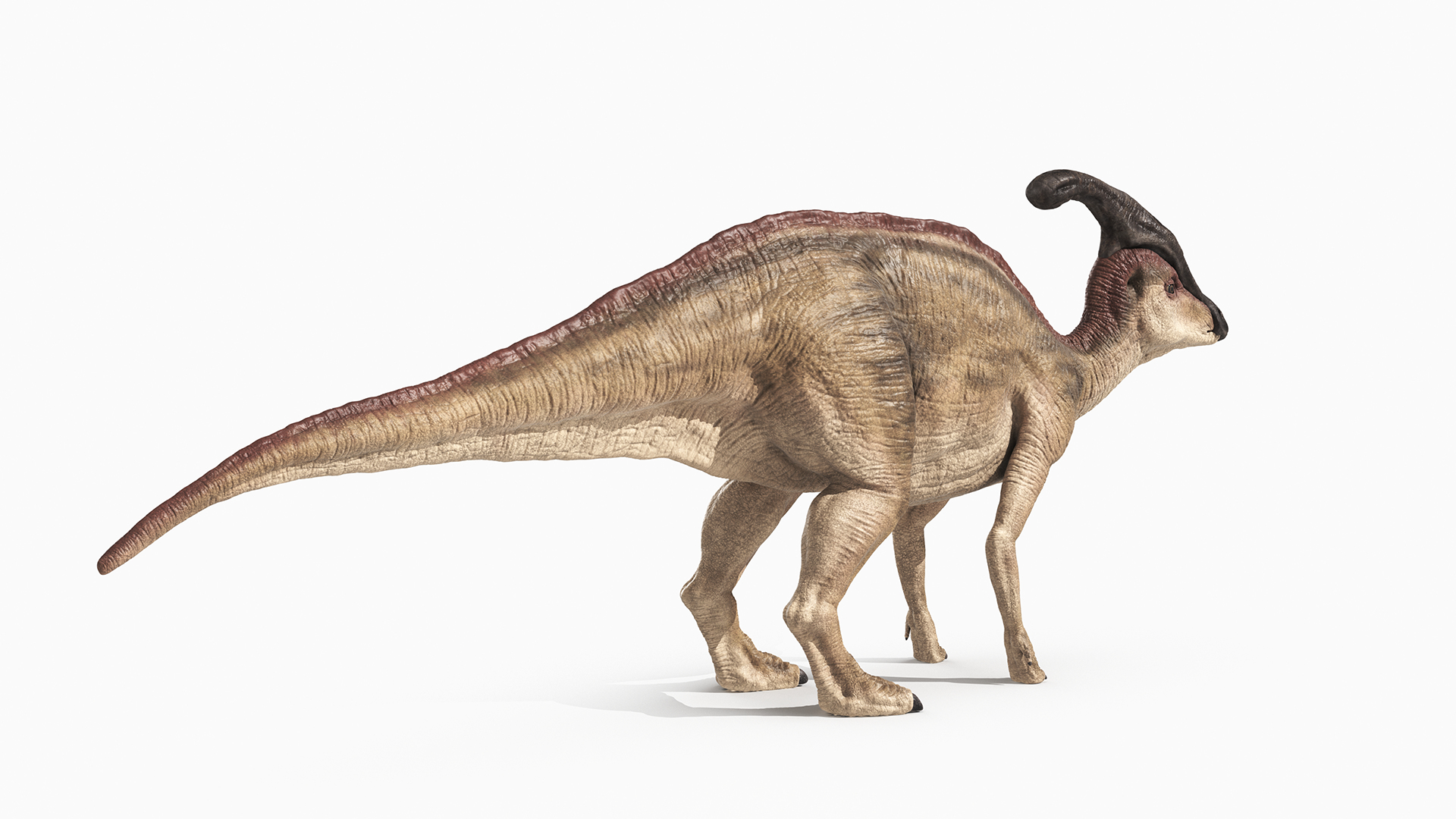 Parasaurolophus 3D model - TurboSquid 1678988