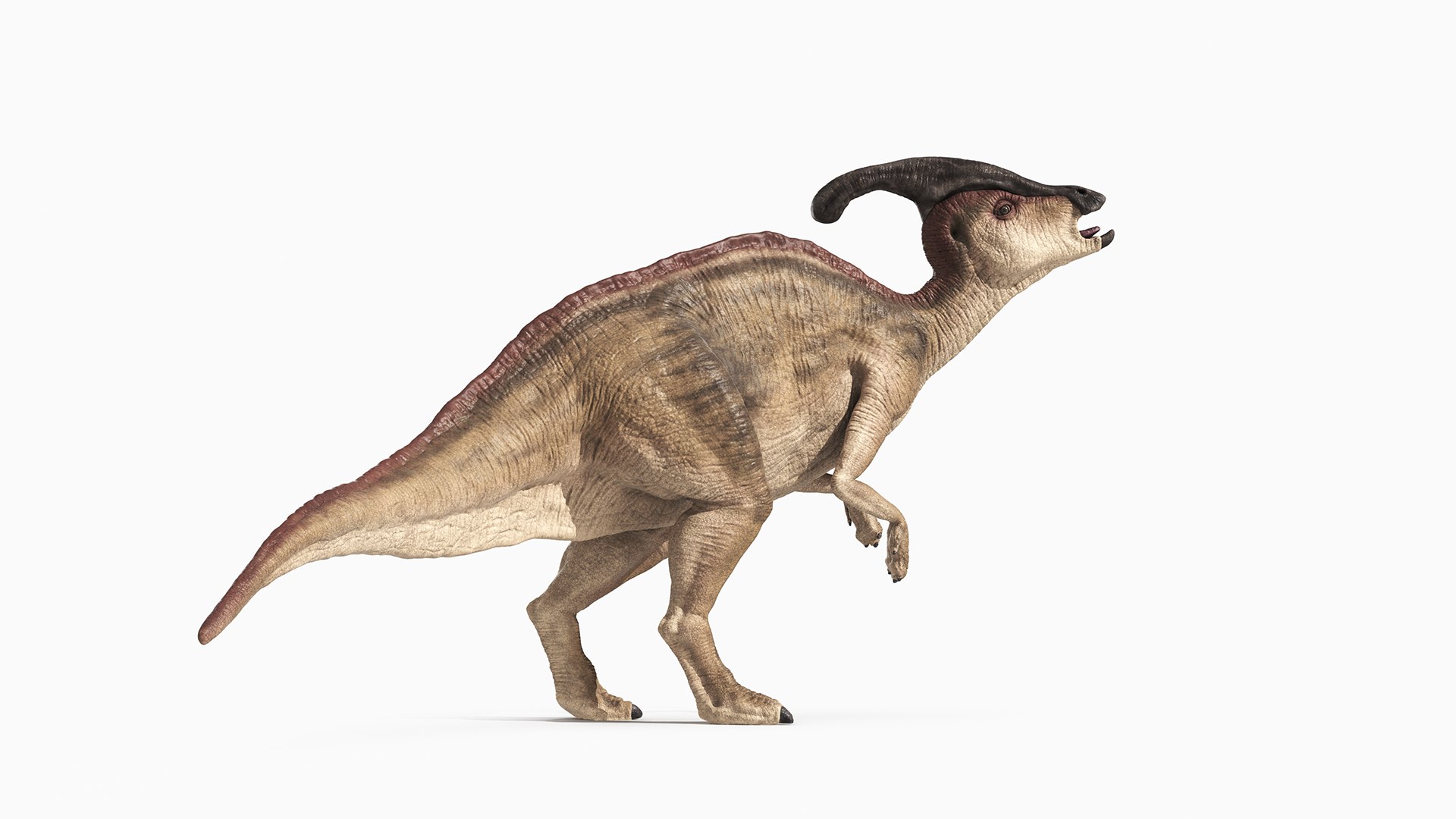 Parasaurolophus 3D model - TurboSquid 1678988