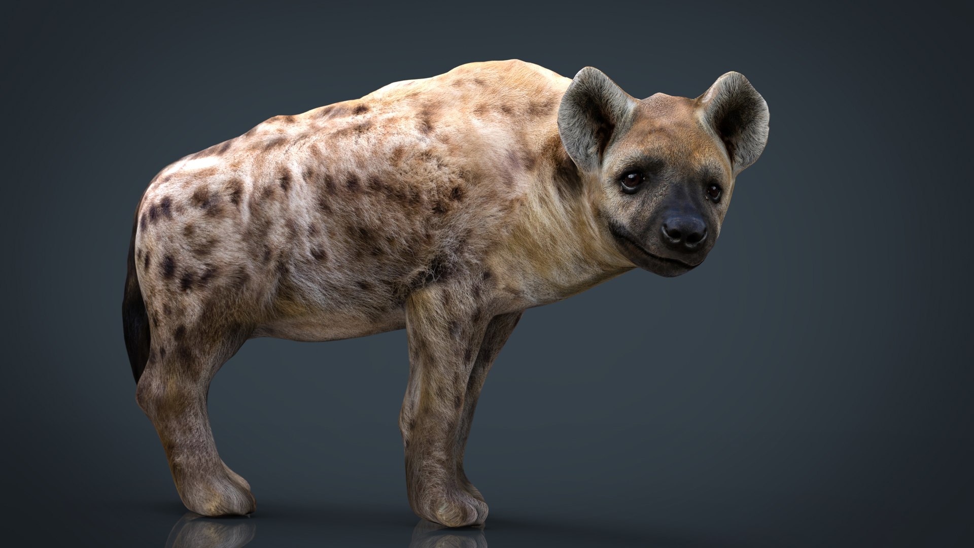 Hyena Animal Mammal Model - TurboSquid 1288041
