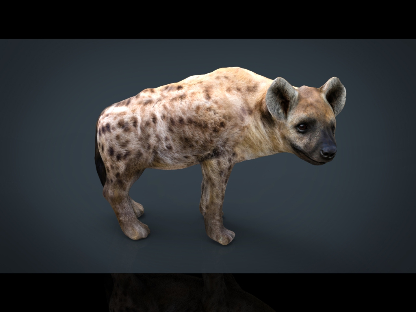 Hyena Animal Mammal Model - TurboSquid 1288041