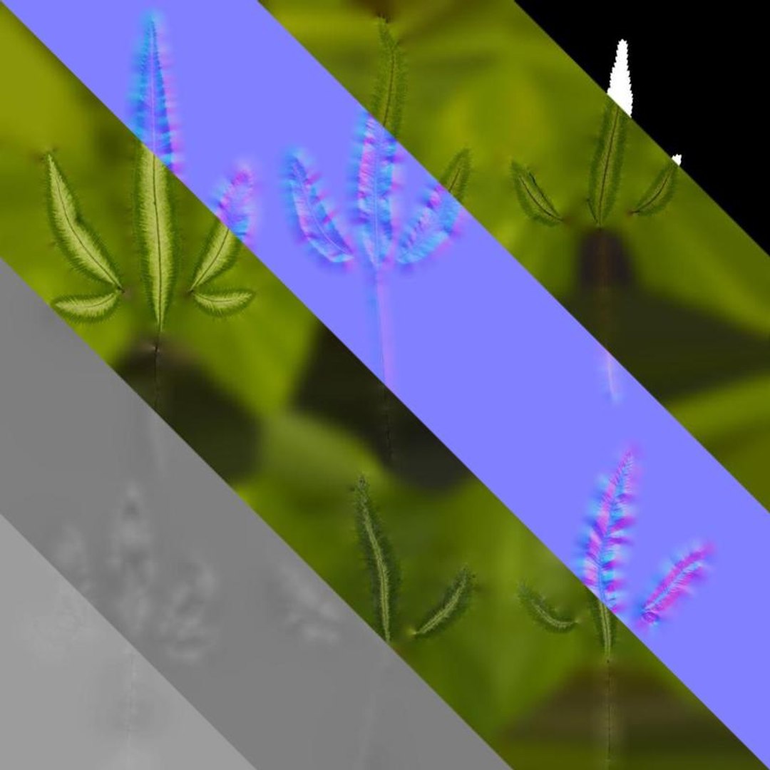 Anydrafts Pteris Cretica Albo Fern Leaf 03 Textures 3D - TurboSquid 2351108