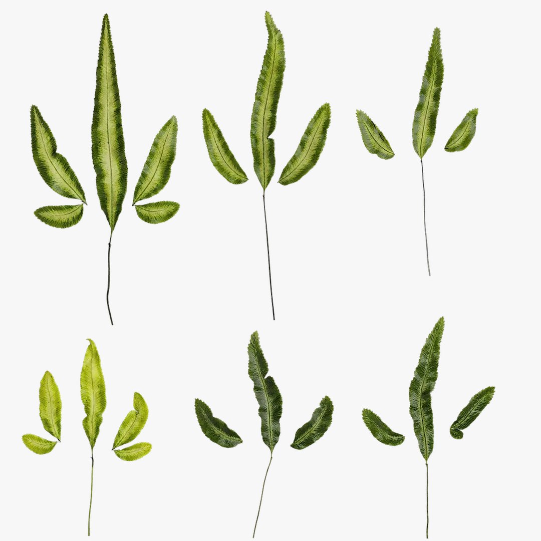 Anydrafts Pteris Cretica Albo Fern Leaf 03 Textures 3D - TurboSquid 2351108