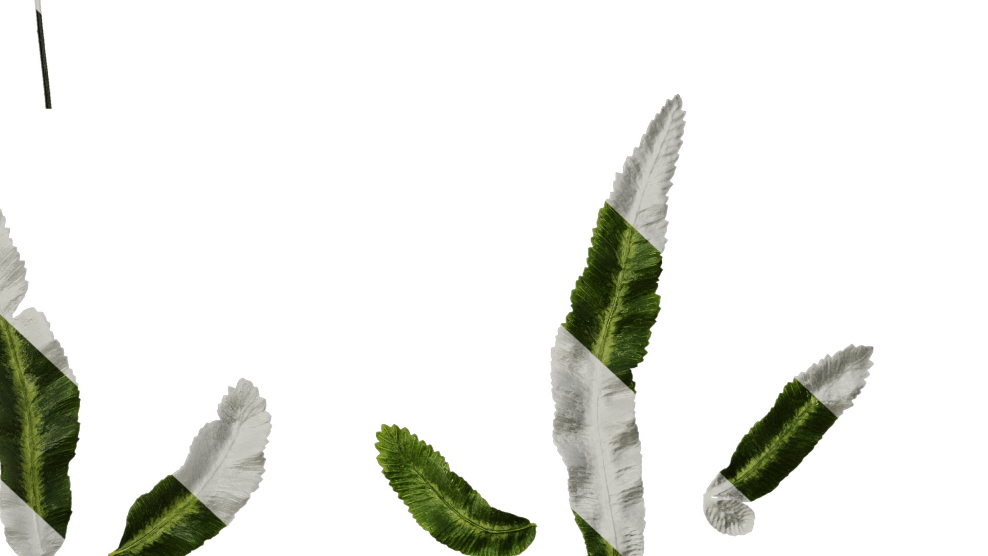 Anydrafts Pteris Cretica Albo Fern Leaf 03 Textures 3D - TurboSquid 2351108