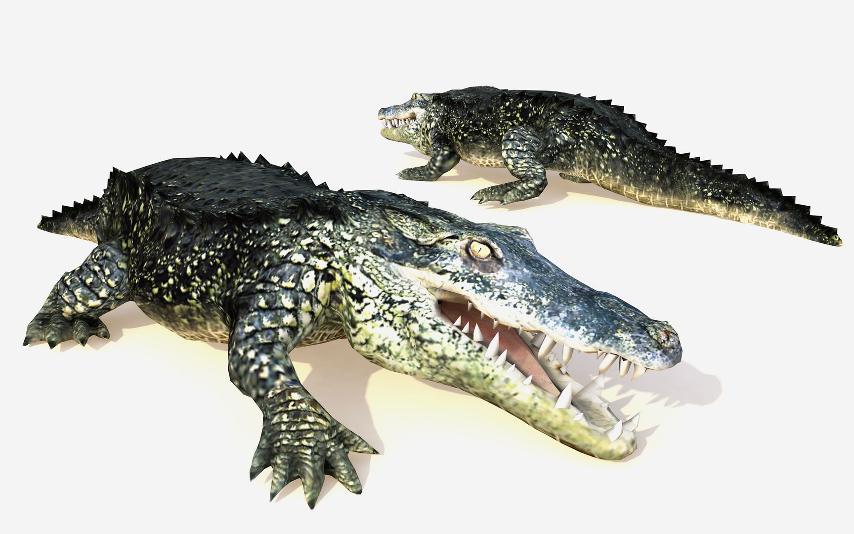 Alligator Rigged Crocodile Animations Model - TurboSquid 1653263