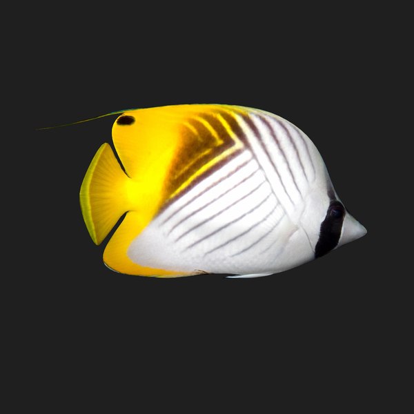 modelo 3d Pez mariposa e - TurboSquid 1261302