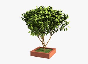 Download Free 3D Tree Maya Models - TurboSquid